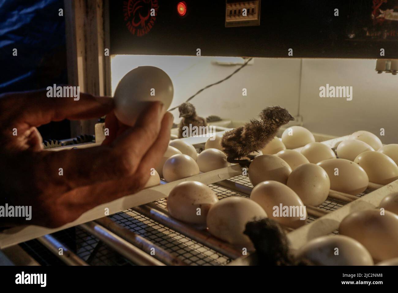 A man sort eggs Ayam Cemani bred inside an incubator at a small farm in ...