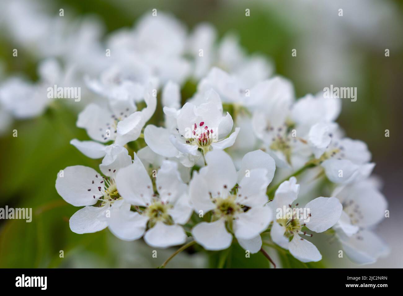 Blooming branch of pear tree with big white flowers Stock Photo - Alamy