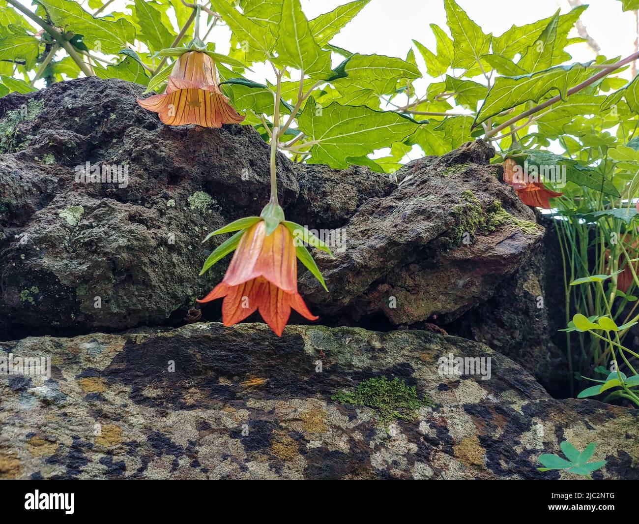 Flowers of Canary Island bellflower, Canarina canariensis at the Finca ...