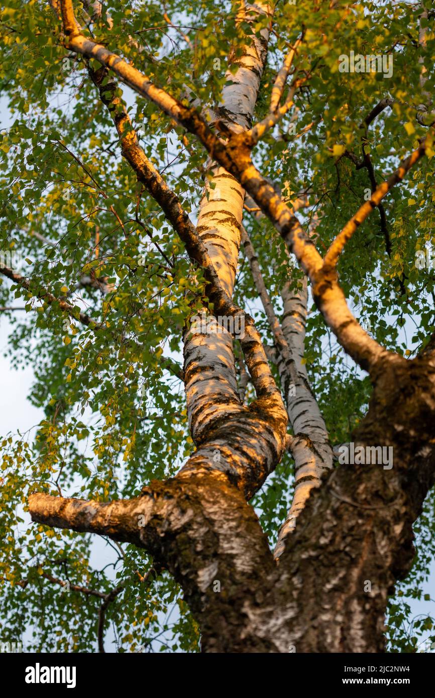 Large crone of birch tree Stock Photo - Alamy