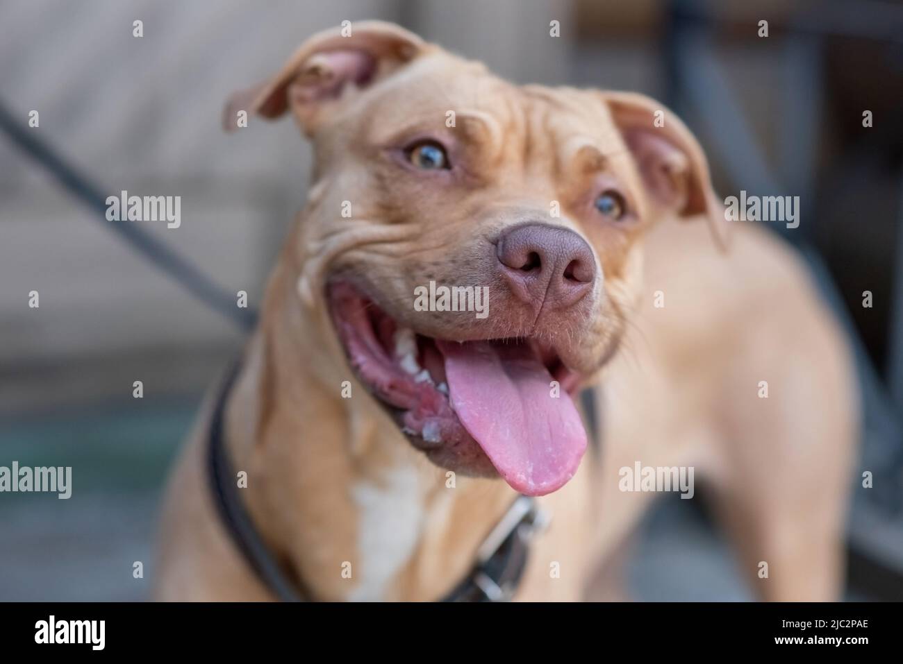 Excited pit bull hi-res stock photography and images - Alamy