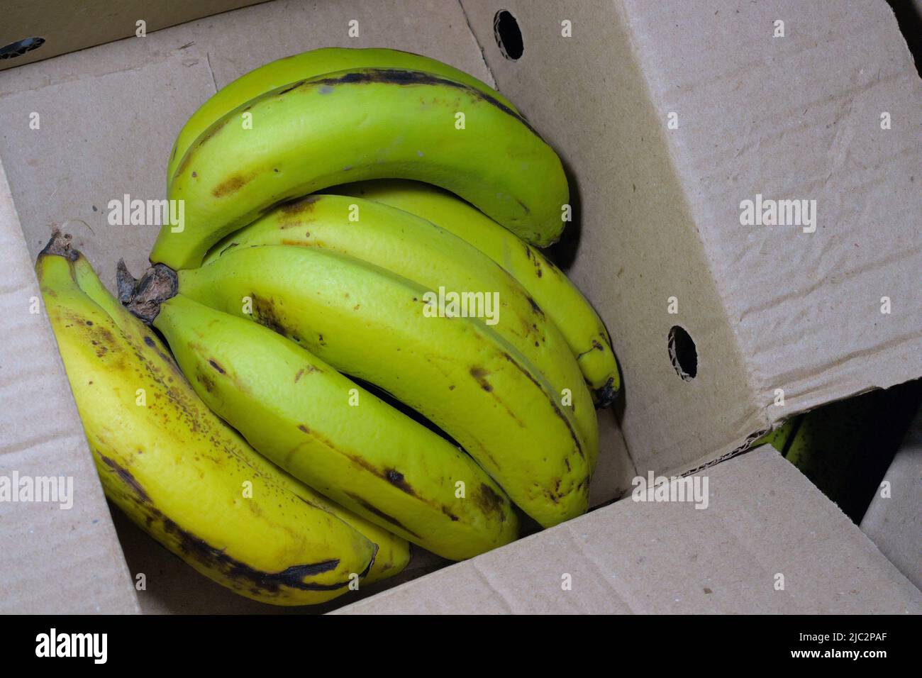 Green Bananas in cardboard box from farmers Stock Photo - Alamy