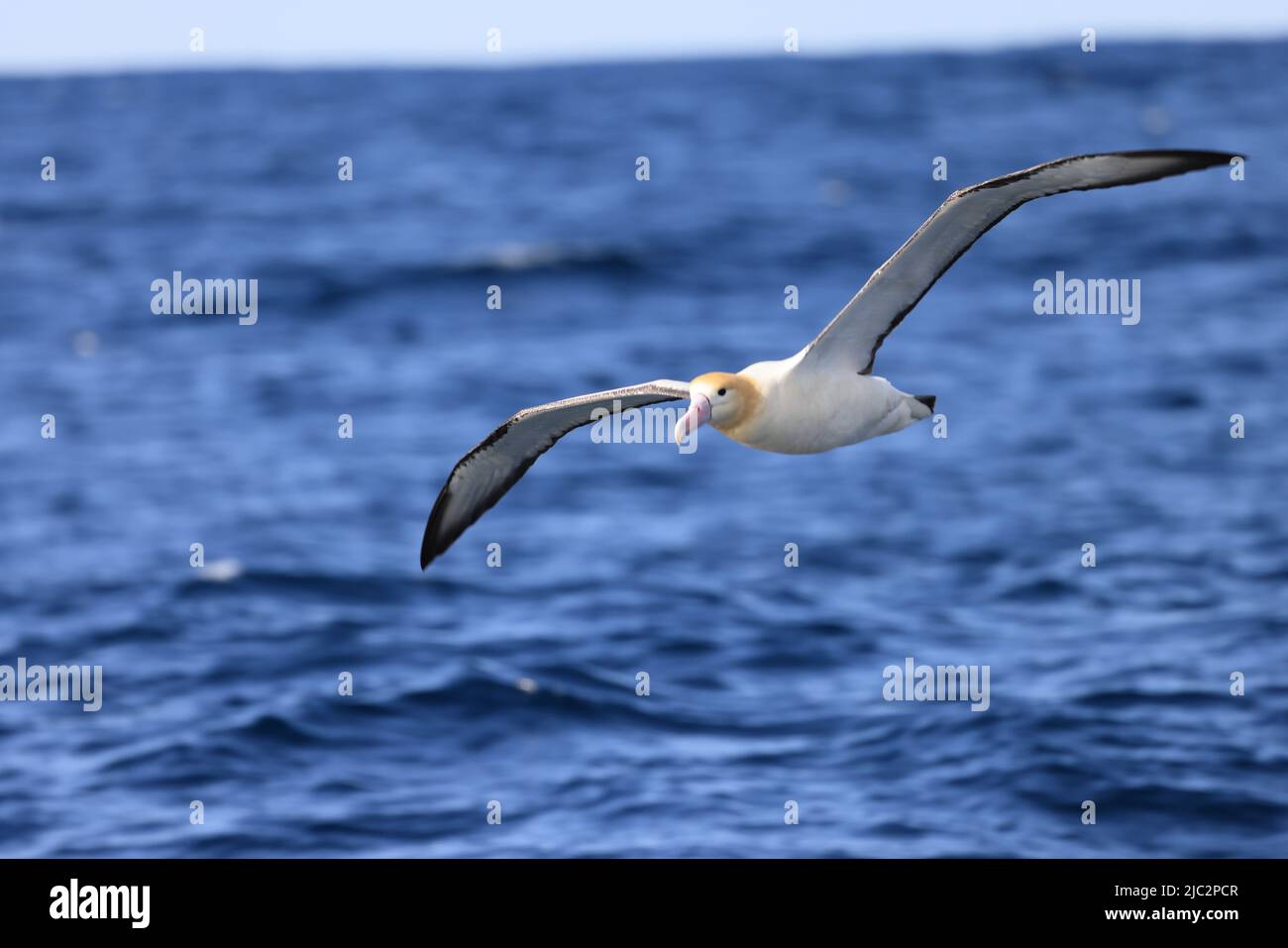 Short-tailed albatross (Diomedea albatrus) in Japan Stock Photo - Alamy