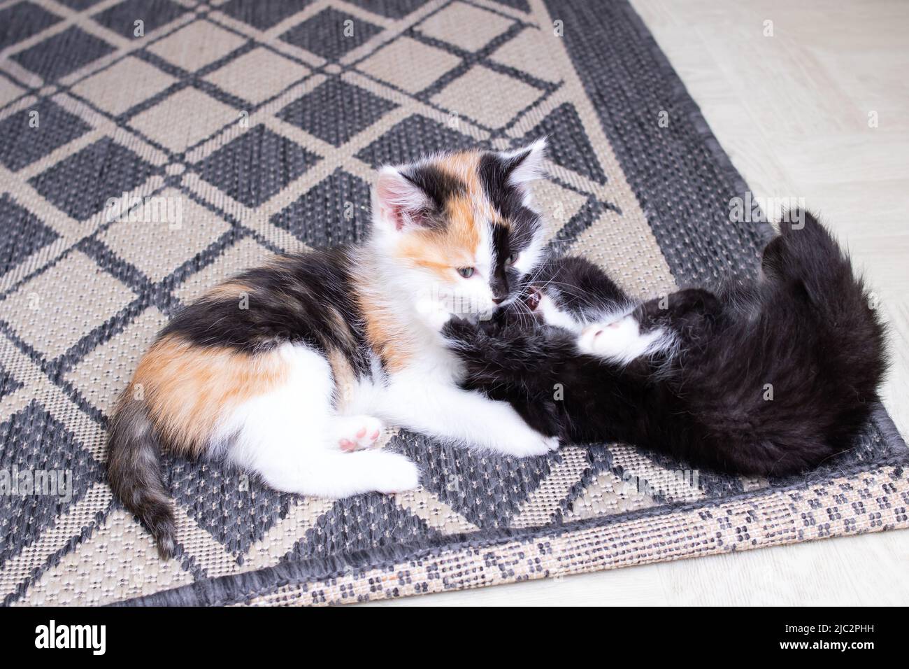 Two little kittens playing on the carpet close up Stock Photo - Alamy
