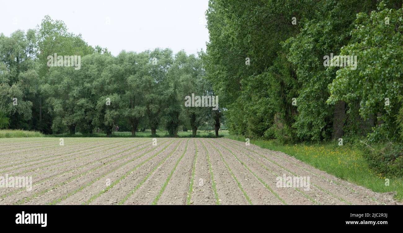 Belgian train countryside hi-res stock photography and images - Alamy