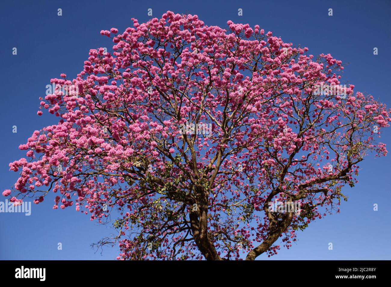 Ipe tree brazil hi-res stock photography and images - Alamy