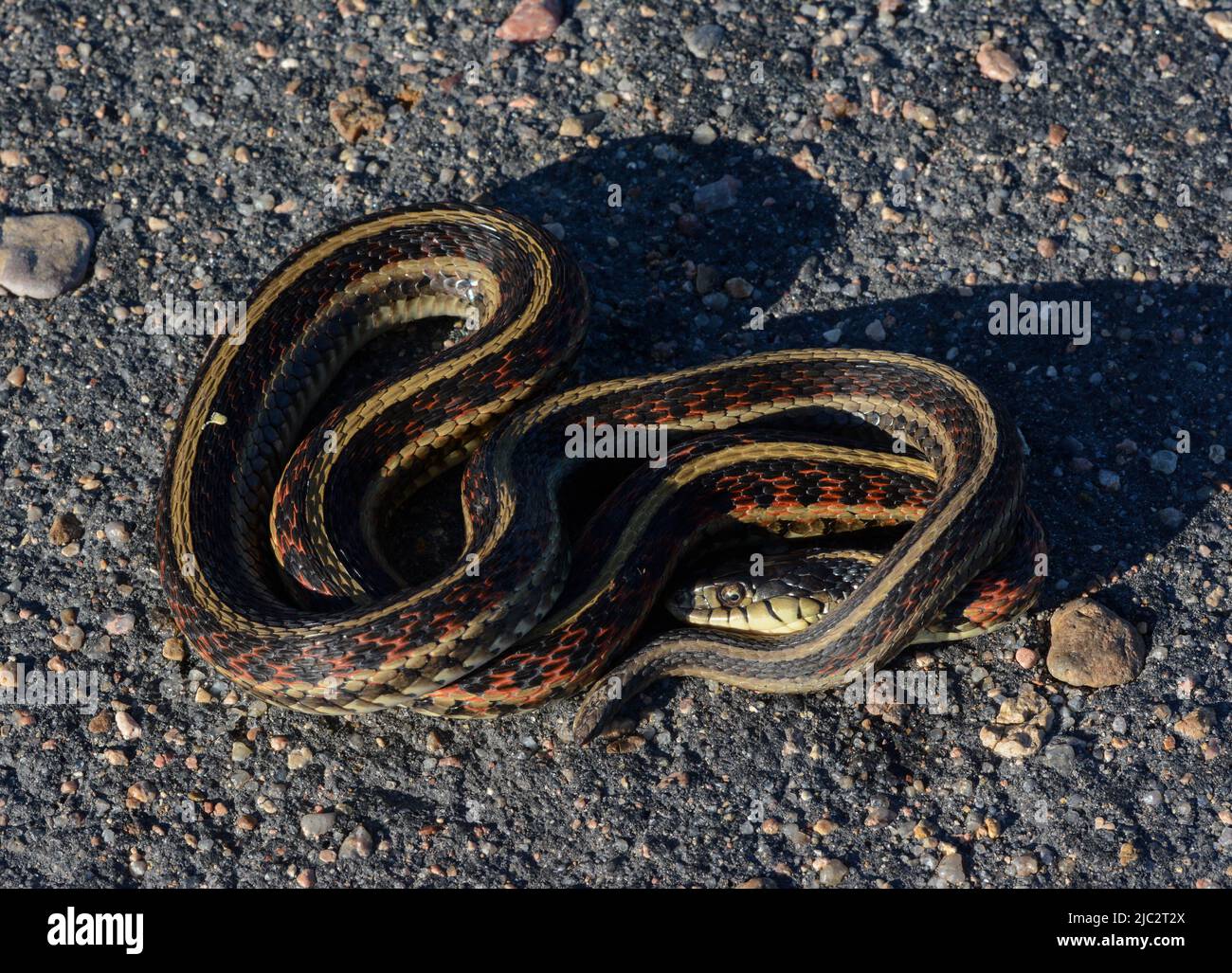 Red-sided Gartersnake (Thamnophis sirtalis parietalis) from Stafford ...