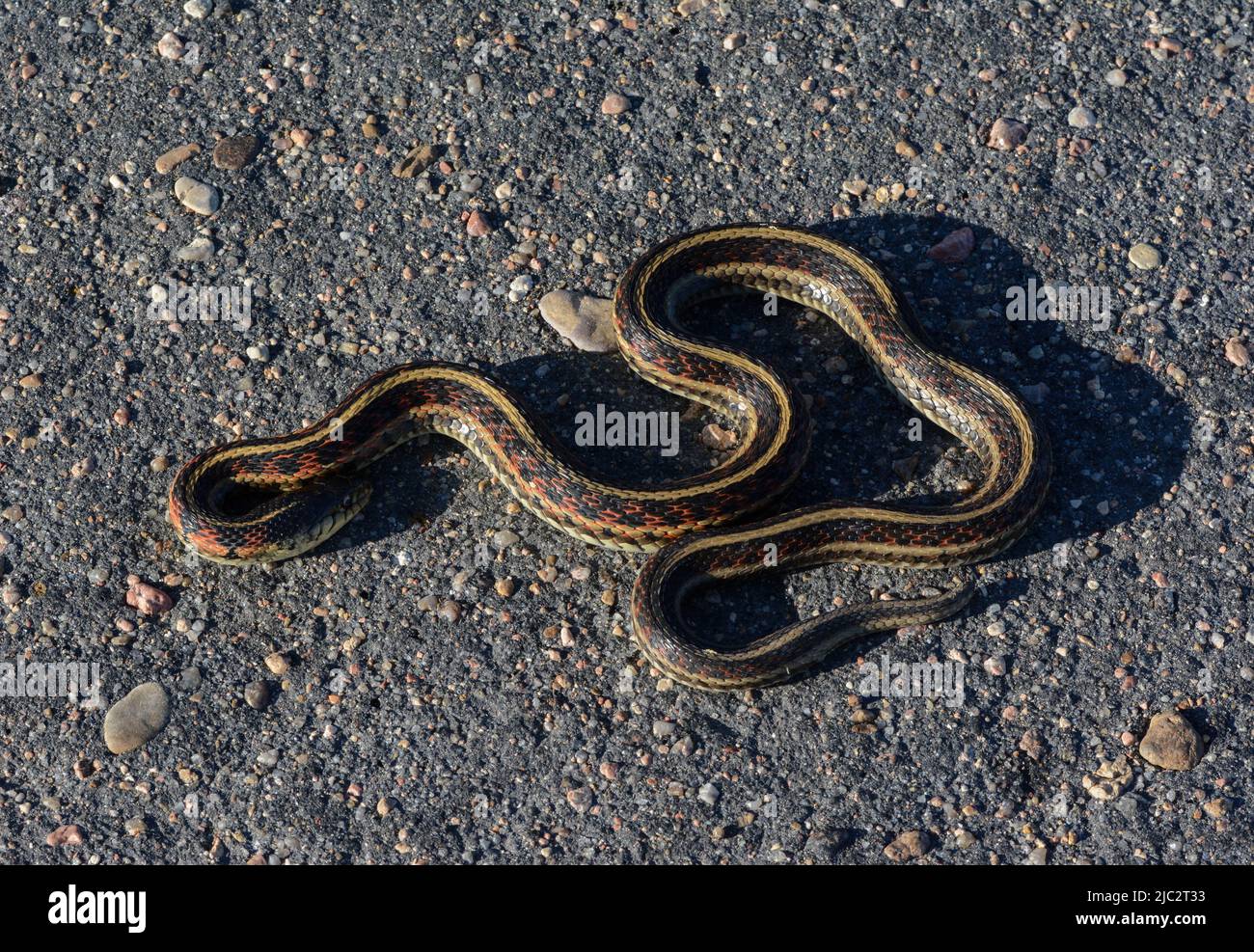 Red sided garter snake hi-res stock photography and images - Alamy