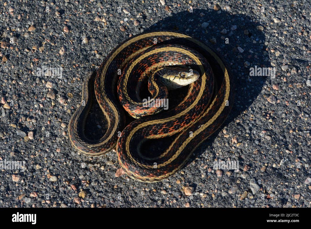Red-sided Gartersnake (Thamnophis sirtalis parietalis) from Stafford ...