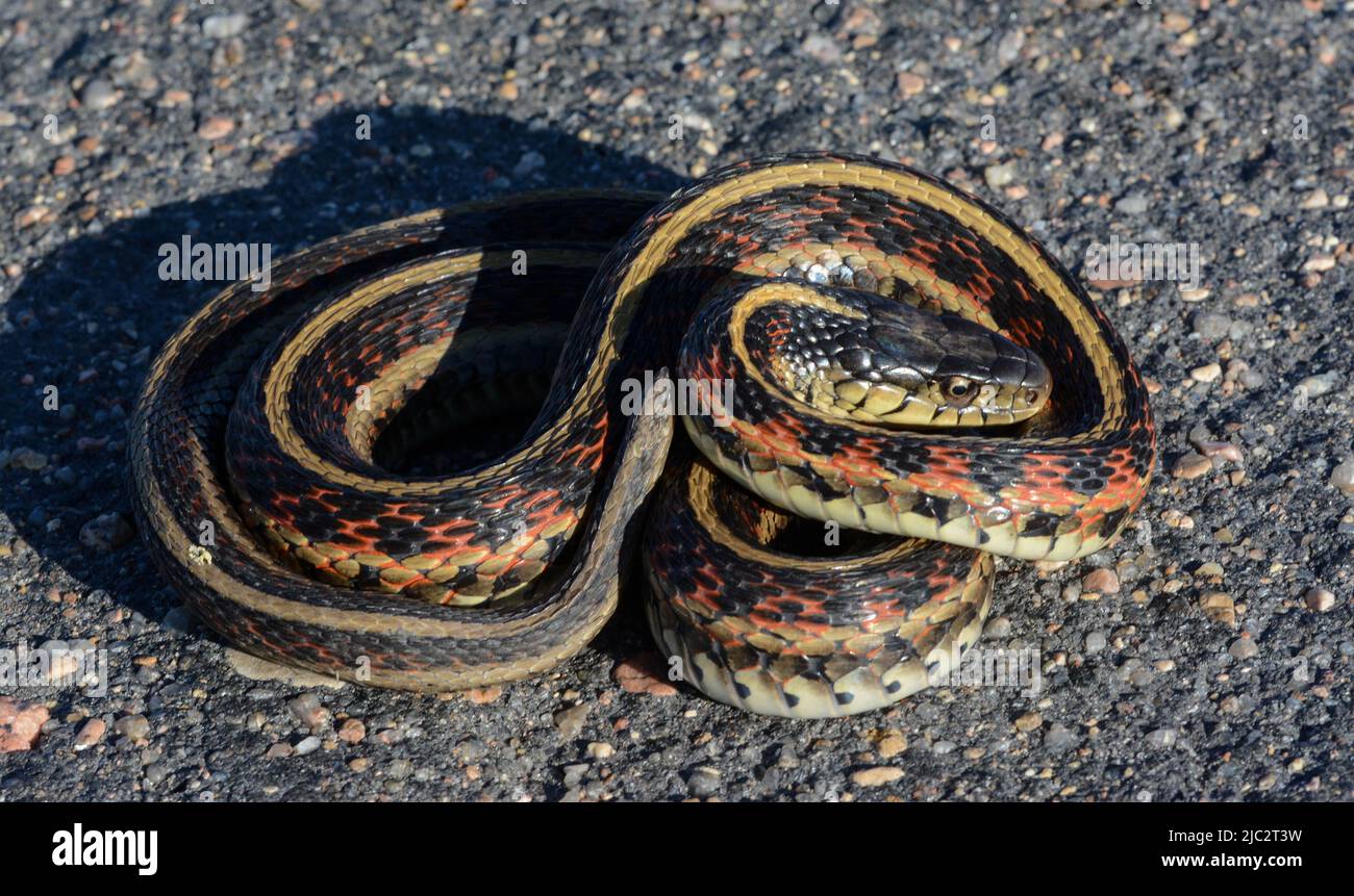 Red-sided Gartersnake (Thamnophis sirtalis parietalis) from Stafford ...