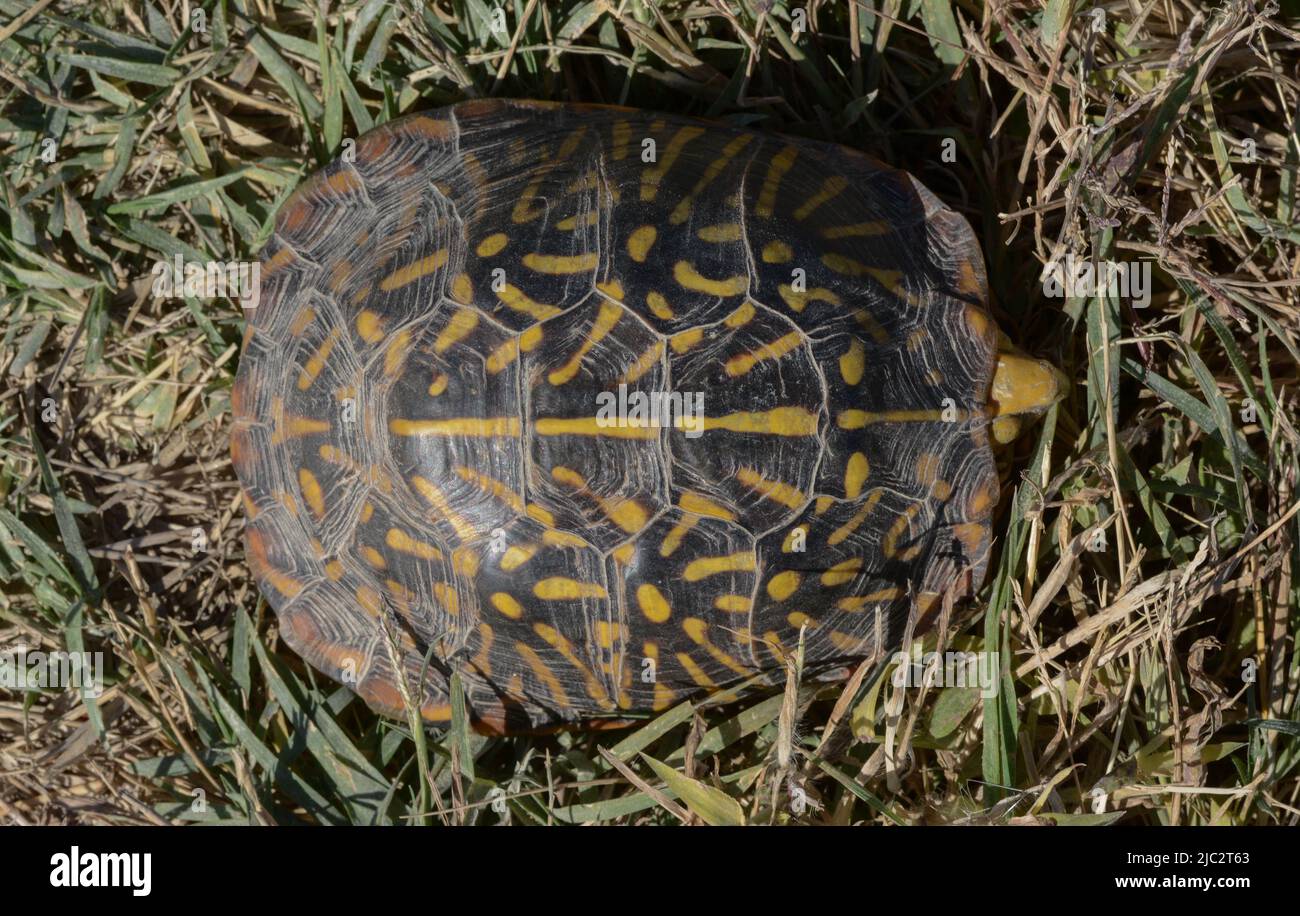An adult male Plains Box Turtle (Terrapene ornata ornata) from Stafford ...