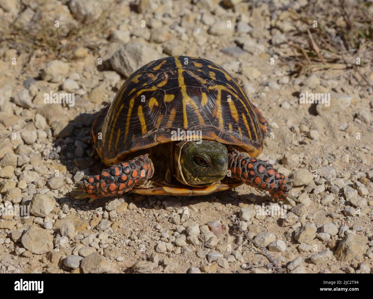 An adult male Plains Box Turtle (Terrapene ornata ornata) from Stafford ...