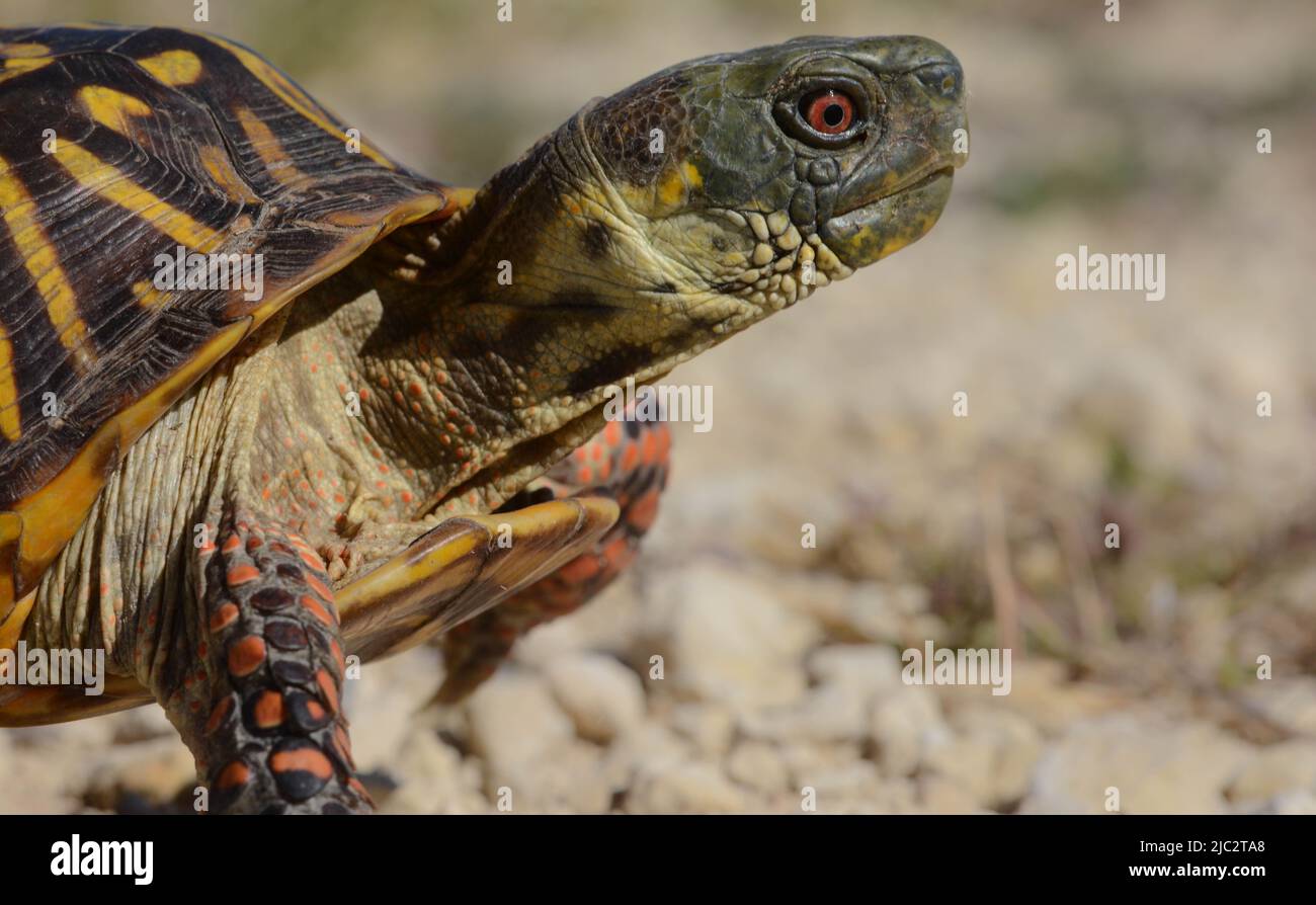 An adult male Plains Box Turtle (Terrapene ornata ornata) from Stafford ...