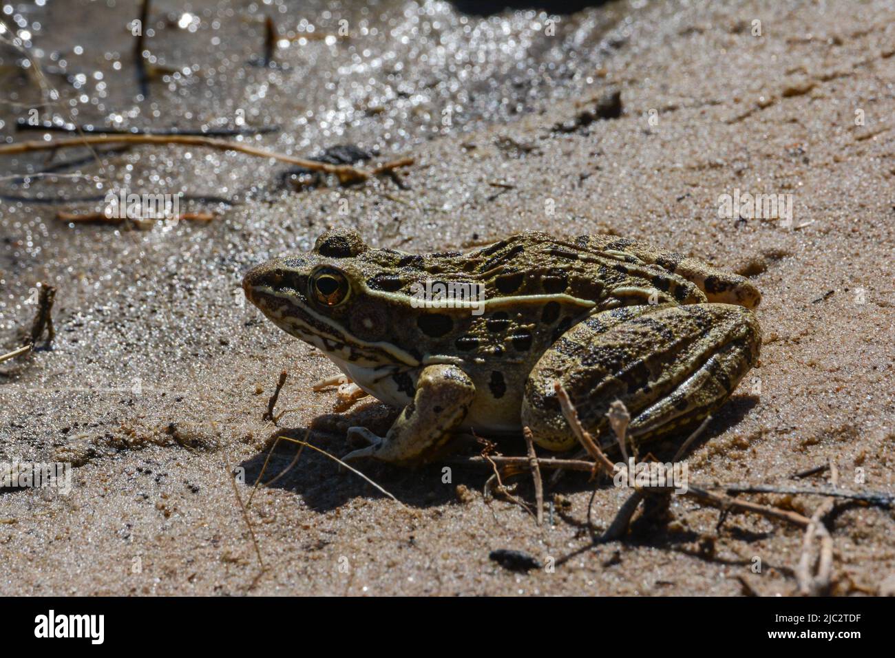 Broken dorsolateral fold hi-res stock photography and images - Alamy