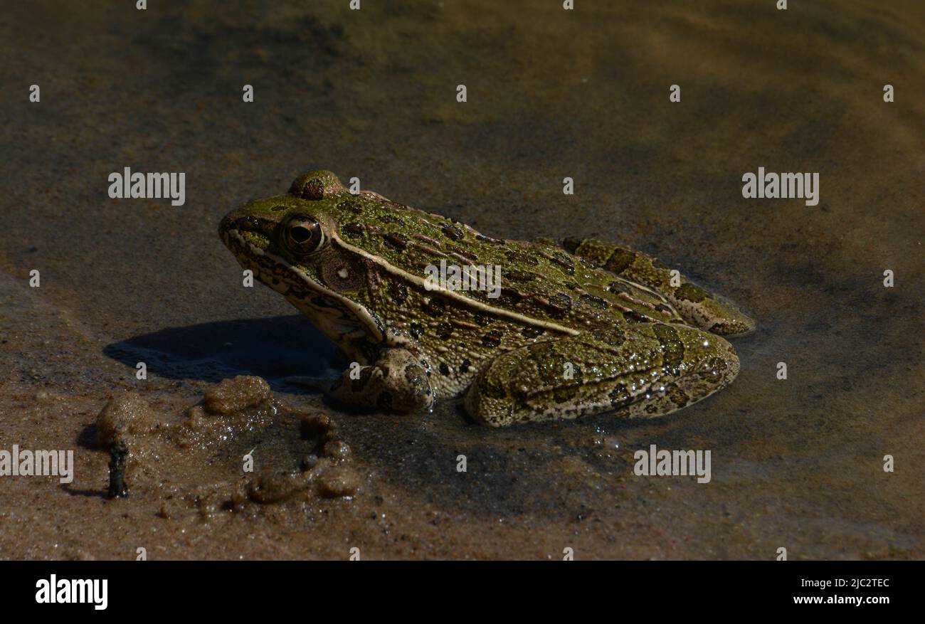 Light spot tympanum hi-res stock photography and images - Alamy