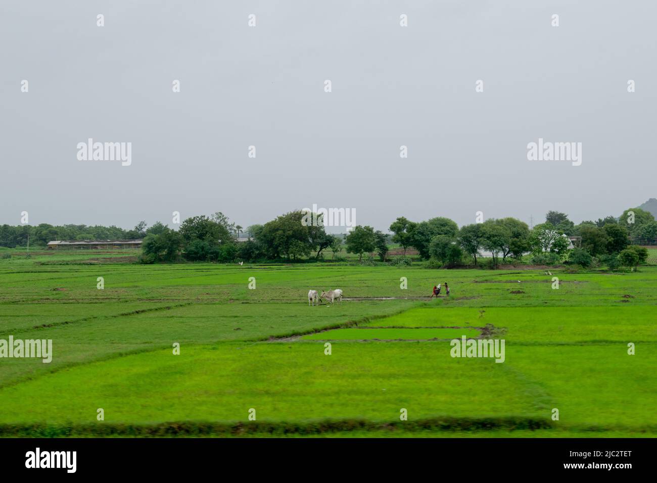 Paddy field and a cow hi-res stock photography and images - Alamy