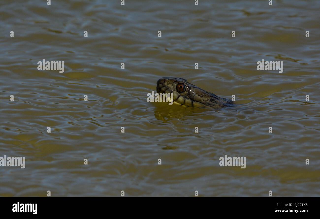 Diamond-backed Watersnake (Nerodia rhombifer) from Stafford County ...