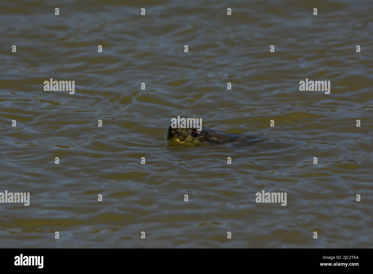 Diamond-backed Watersnake (Nerodia rhombifer) from Stafford County ...