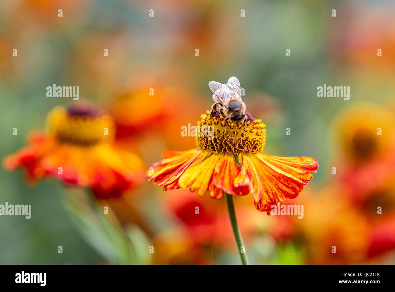 A bumble bee on Helenium Autumnale 'Waltrut' in the walled garden ...
