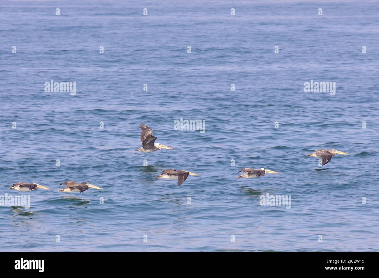 Peruvian Pelican (Pelecanus thagus), group of pelicans flying over the ...