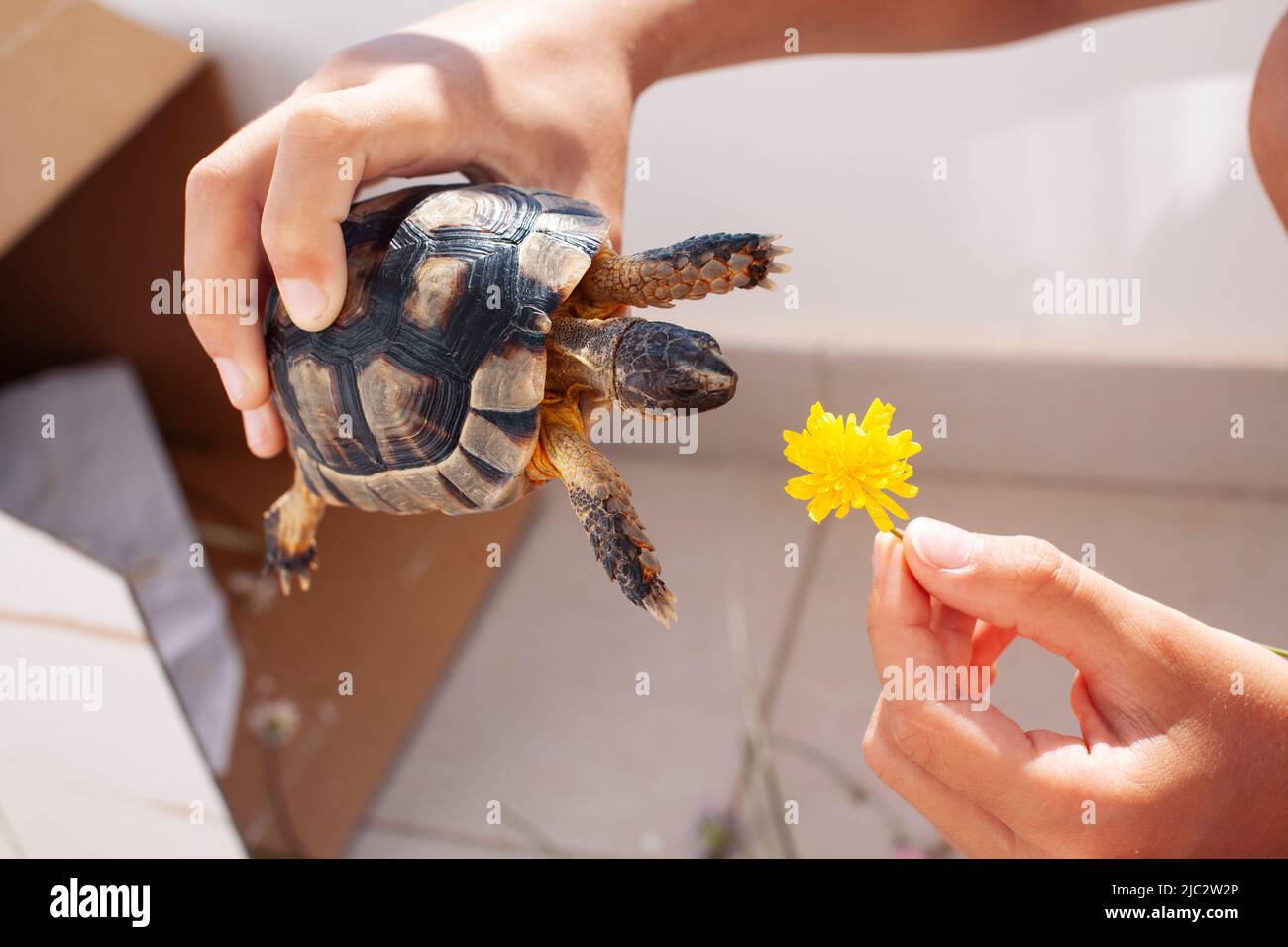 g with turtle, lifestyle people concept Stock Photo - Alamy