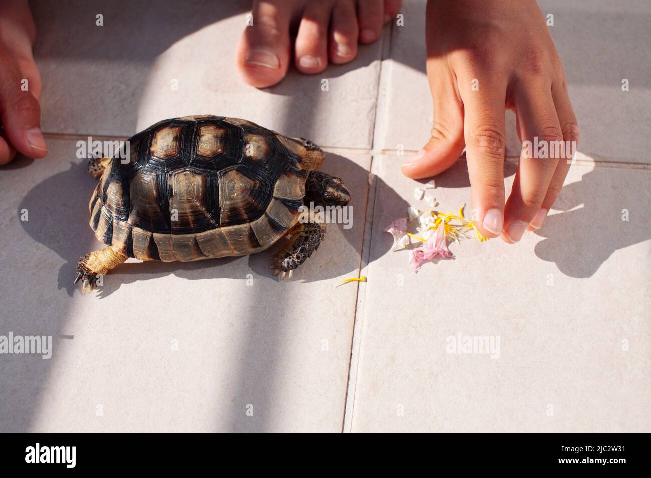 g with turtle, lifestyle people concept Stock Photo - Alamy