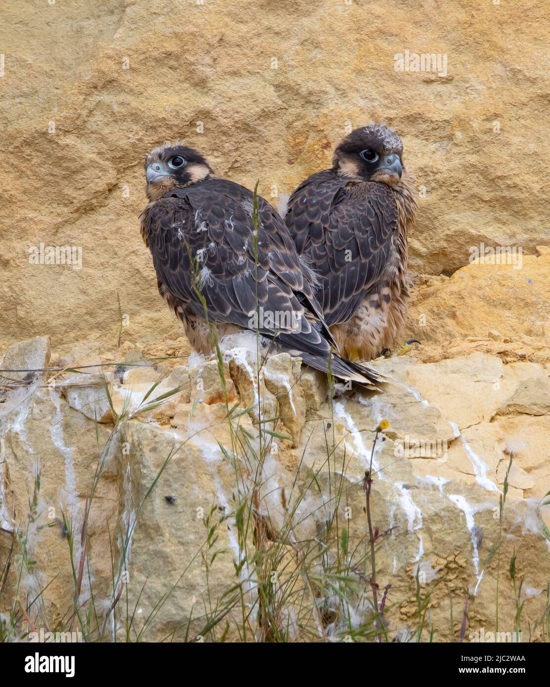 The peregrine falcon nest hi-res stock photography and images - Alamy