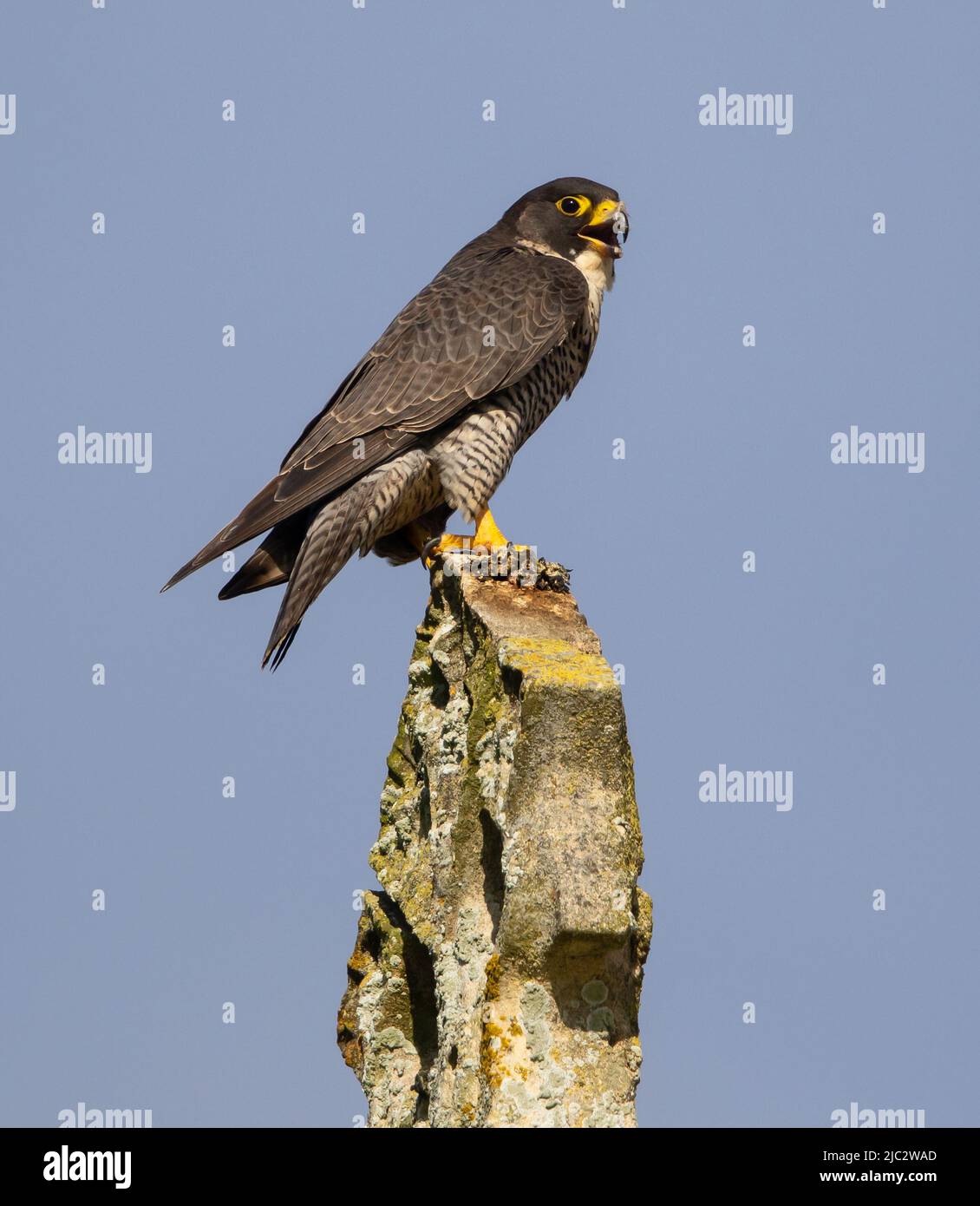 Peregrine falcon falco peregrinus falcon hi-res stock photography and ...
