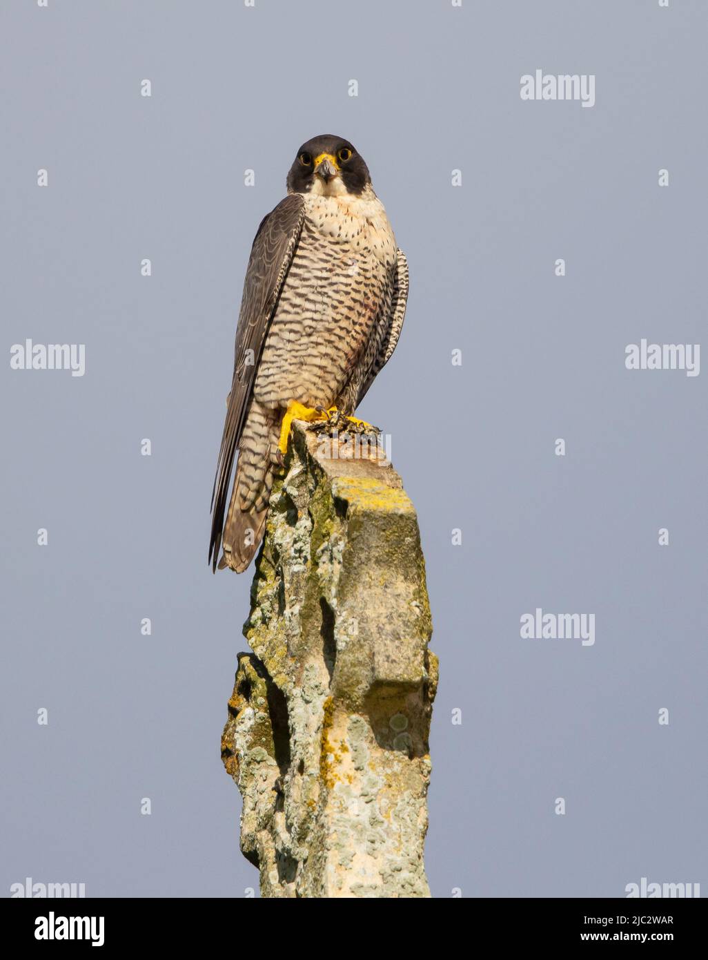 Peregrine falcon female uk hi-res stock photography and images - Alamy