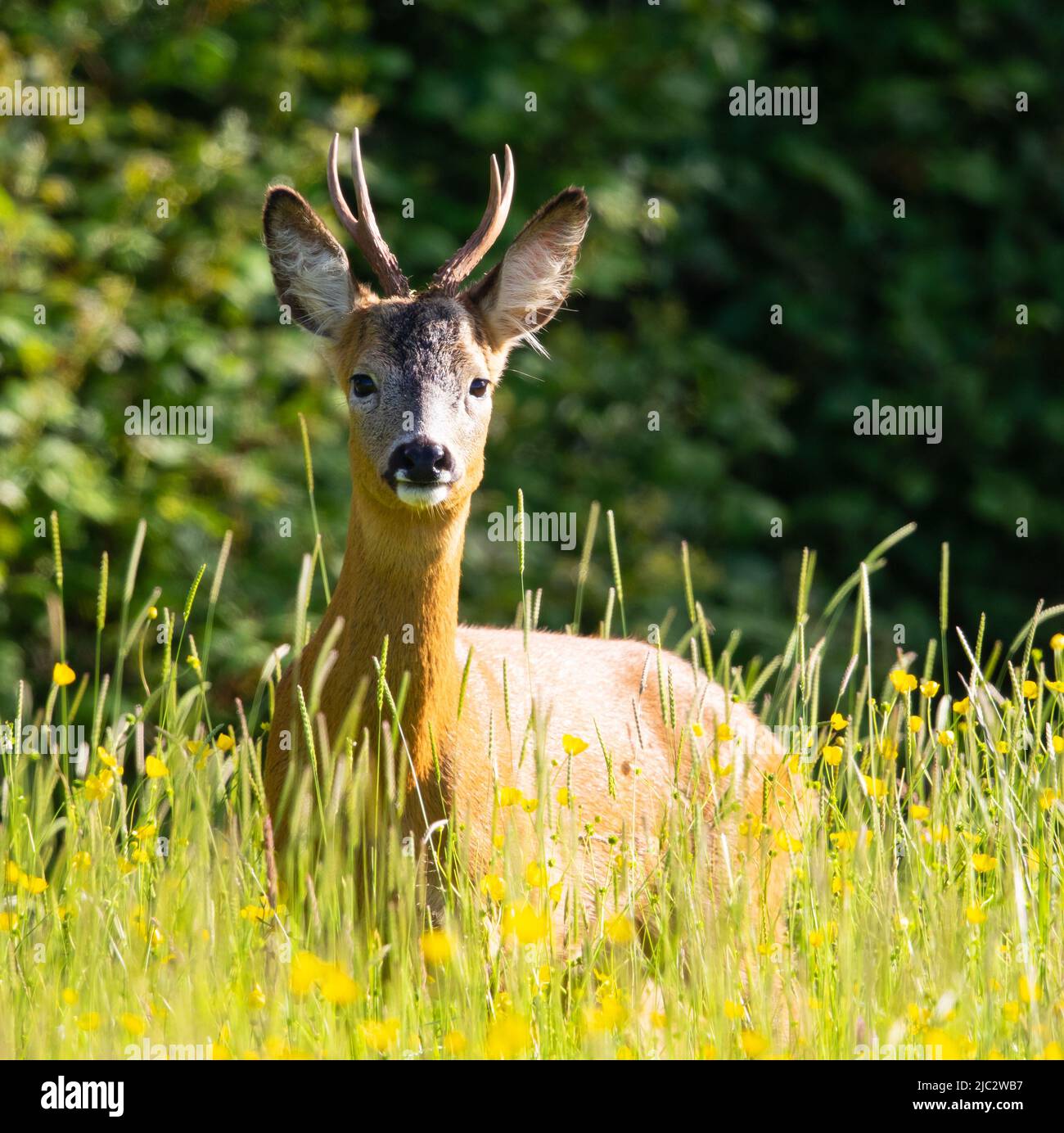 Young Roe Deer buck in the Cotswold Hills in Gloucestershire Stock ...