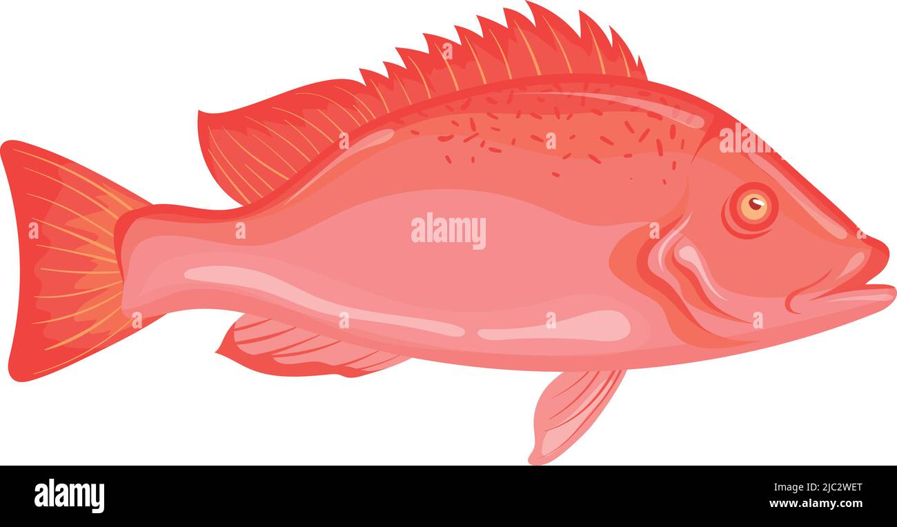 Sea perch icon. Red rock fish. Cartoon sebastus isolated on white ...