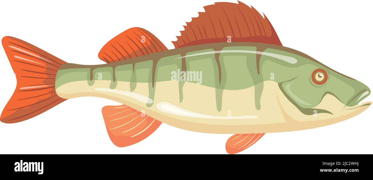 Perch icon. Freshwater river fish. Cartoon predator isolated on white ...