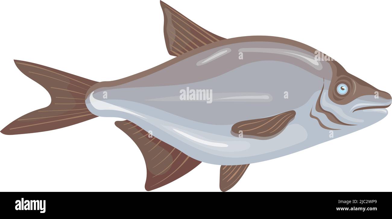 Bream icon. Cartoon silver fish. Fishing catch isolated on white ...