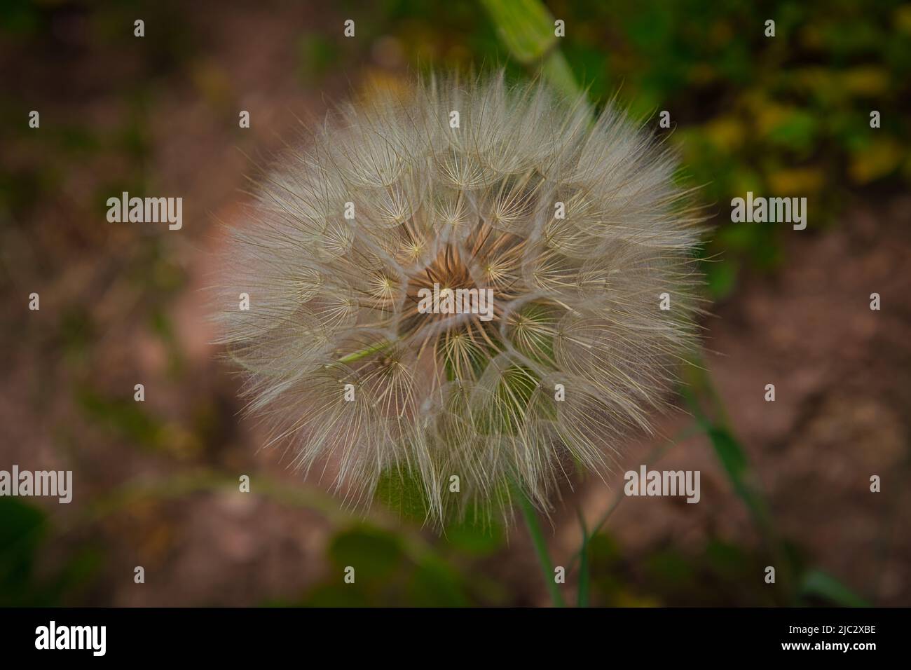 Pusteblume gras hi-res stock photography and images - Alamy