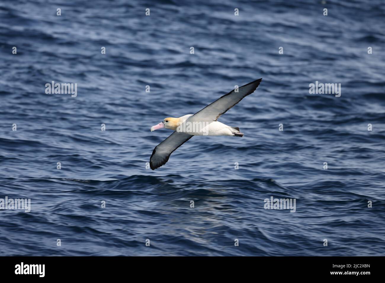 Short-tailed albatross (Diomedea albatrus) in Japan Stock Photo - Alamy