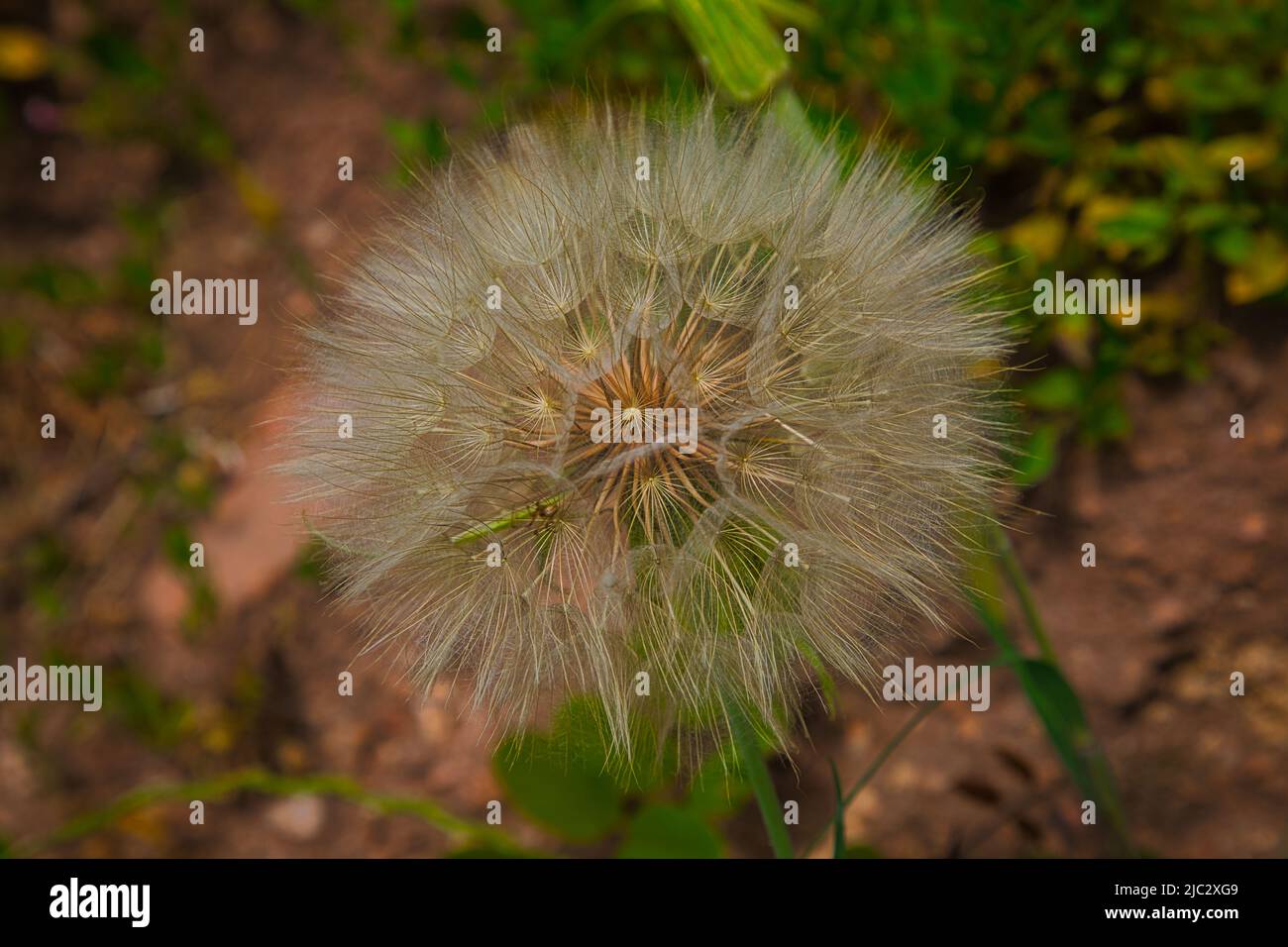 Pusteblume gras hi-res stock photography and images - Alamy