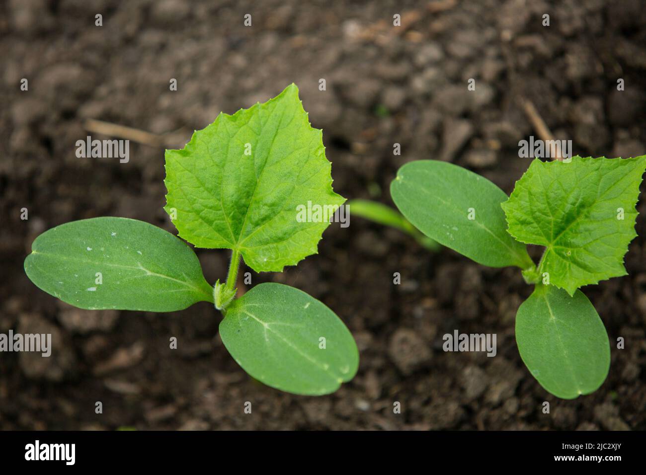 Seeds germinate hi-res stock photography and images - Alamy