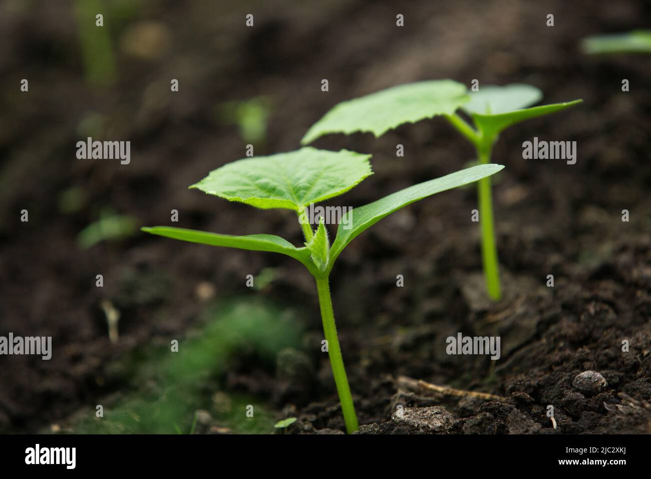 Cucumber sprouts in the garden, seedlings in the garden. Young ...