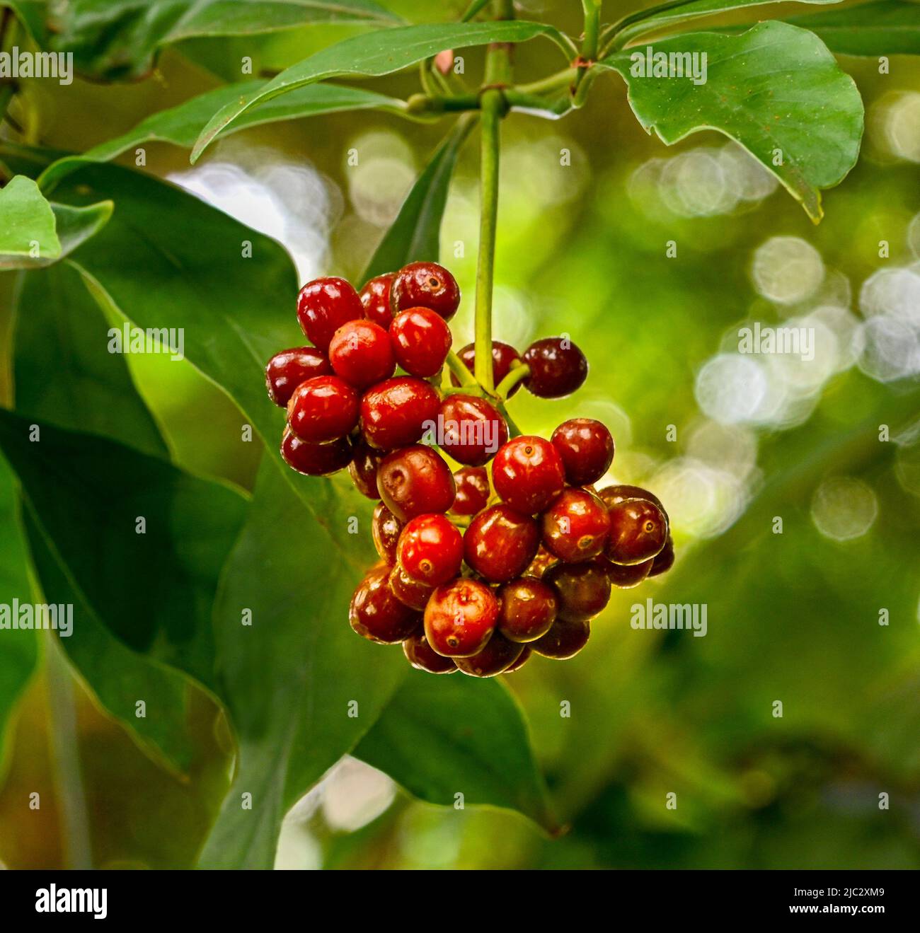 c ipecacuanha common namae - Wendy King