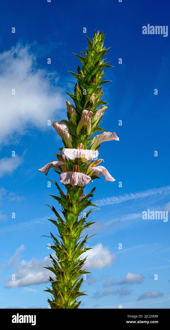 Familia acanthaceae hi-res stock photography and images - Alamy