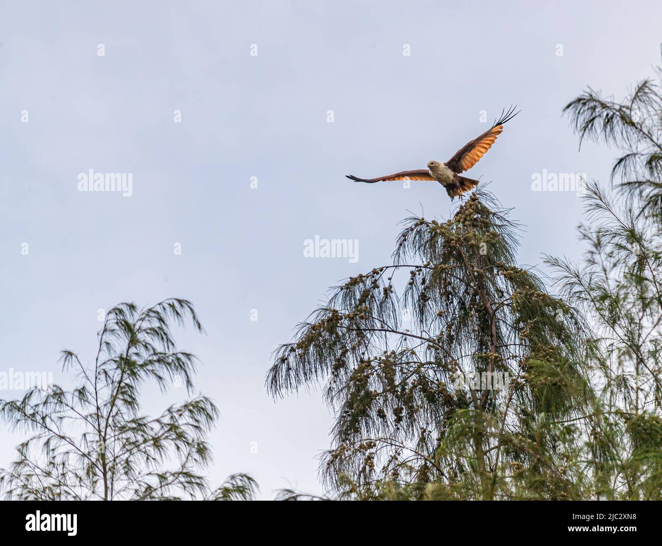 A brahminy kite taking off from a tree Stock Photo - Alamy