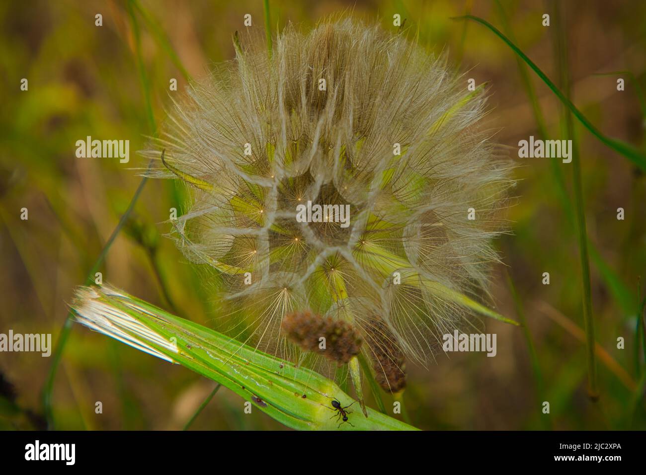 Pusteblume gras hi-res stock photography and images - Alamy