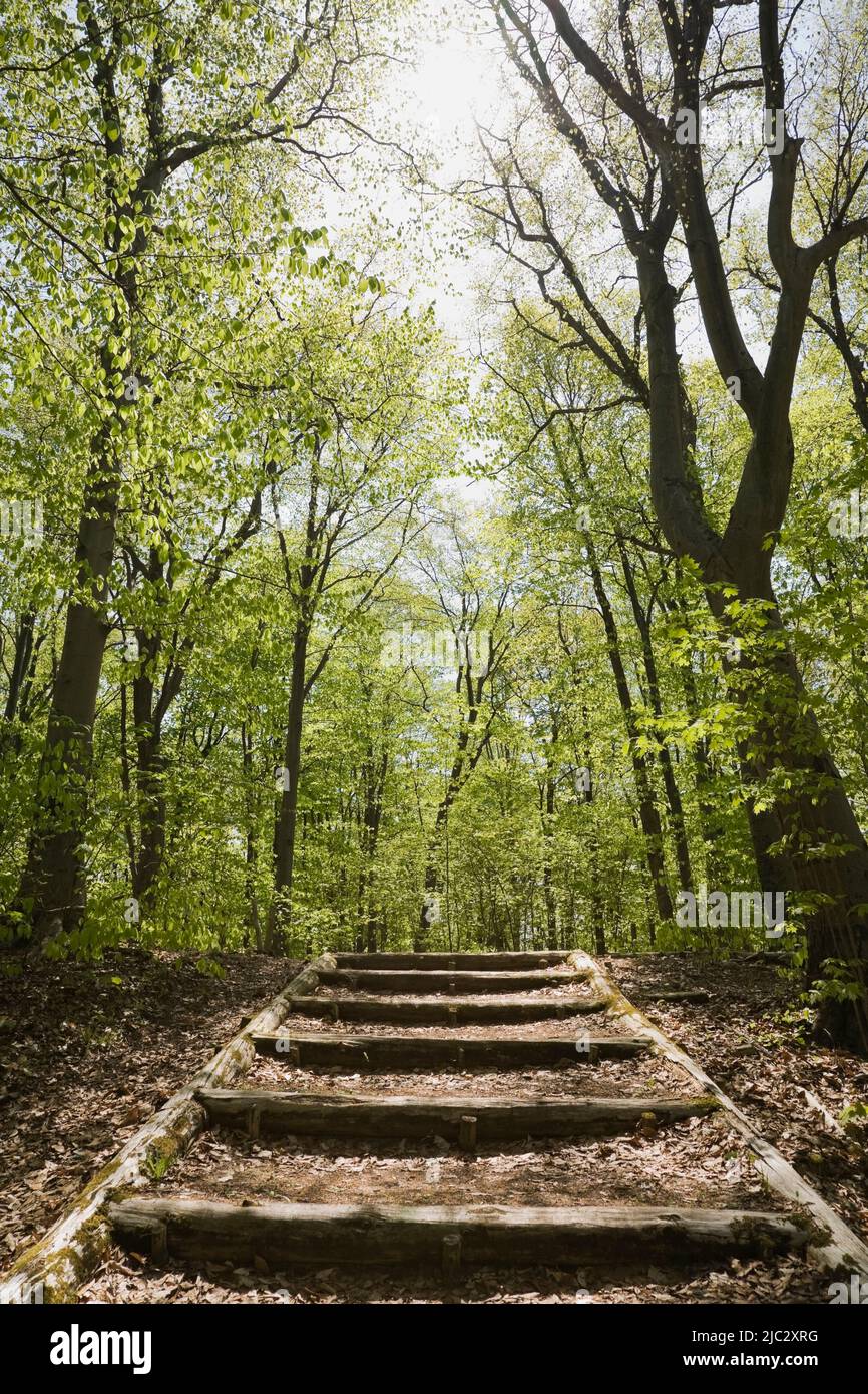 Timber bordered compacted soil steps leading to forest of deciduous ...