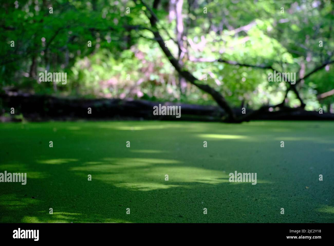 I shot this while hiking in the Indian Bayou area of the Atchafalaya ...
