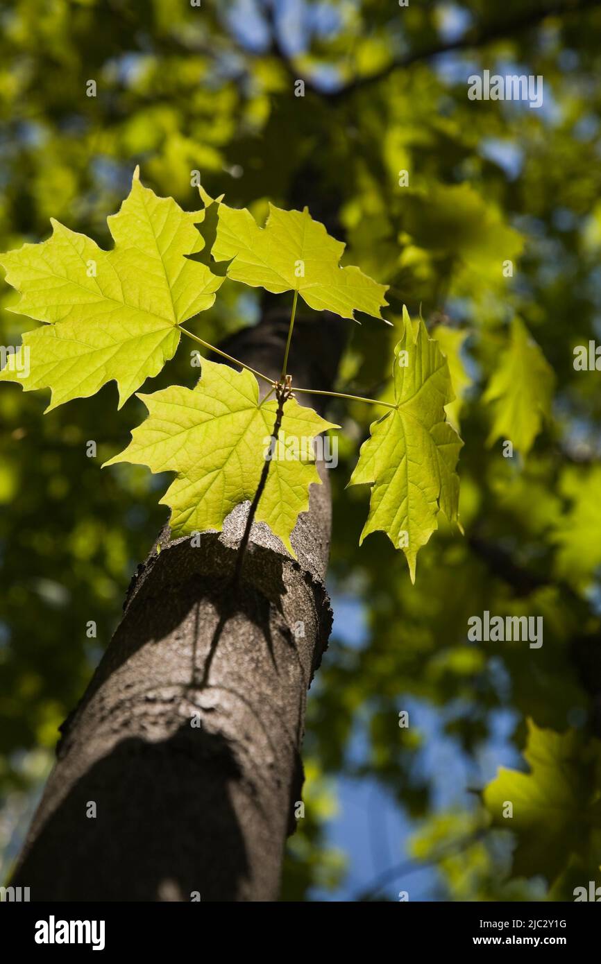 Close-up of backlit Acer - Maple tree leaves in spring Stock Photo - Alamy