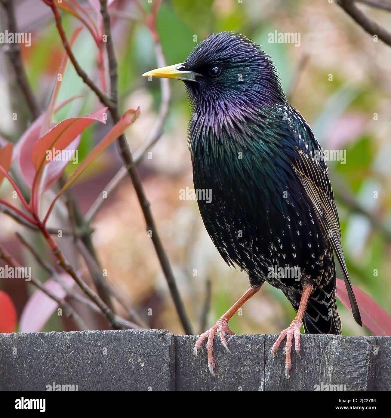 Juvenile starling hi-res stock photography and images - Alamy