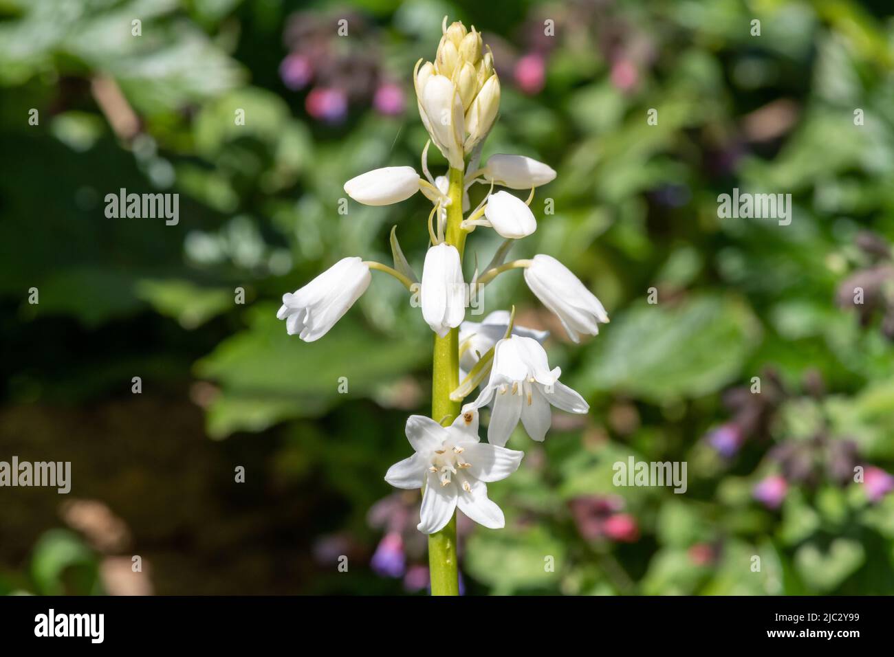 Close up of a white Spanish bluebell (hyacinthoides hispanica) flower ...