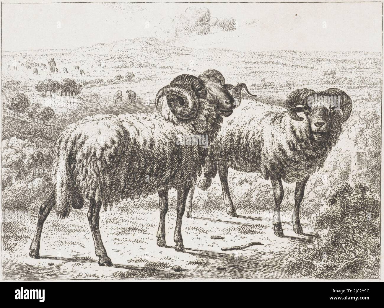 Rolling landscape stand two rams hi-res stock photography and images ...