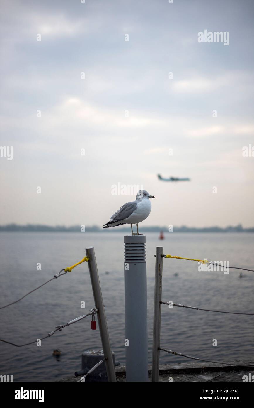 A vertical portrait of a gull or seagull perched on a light pole ...