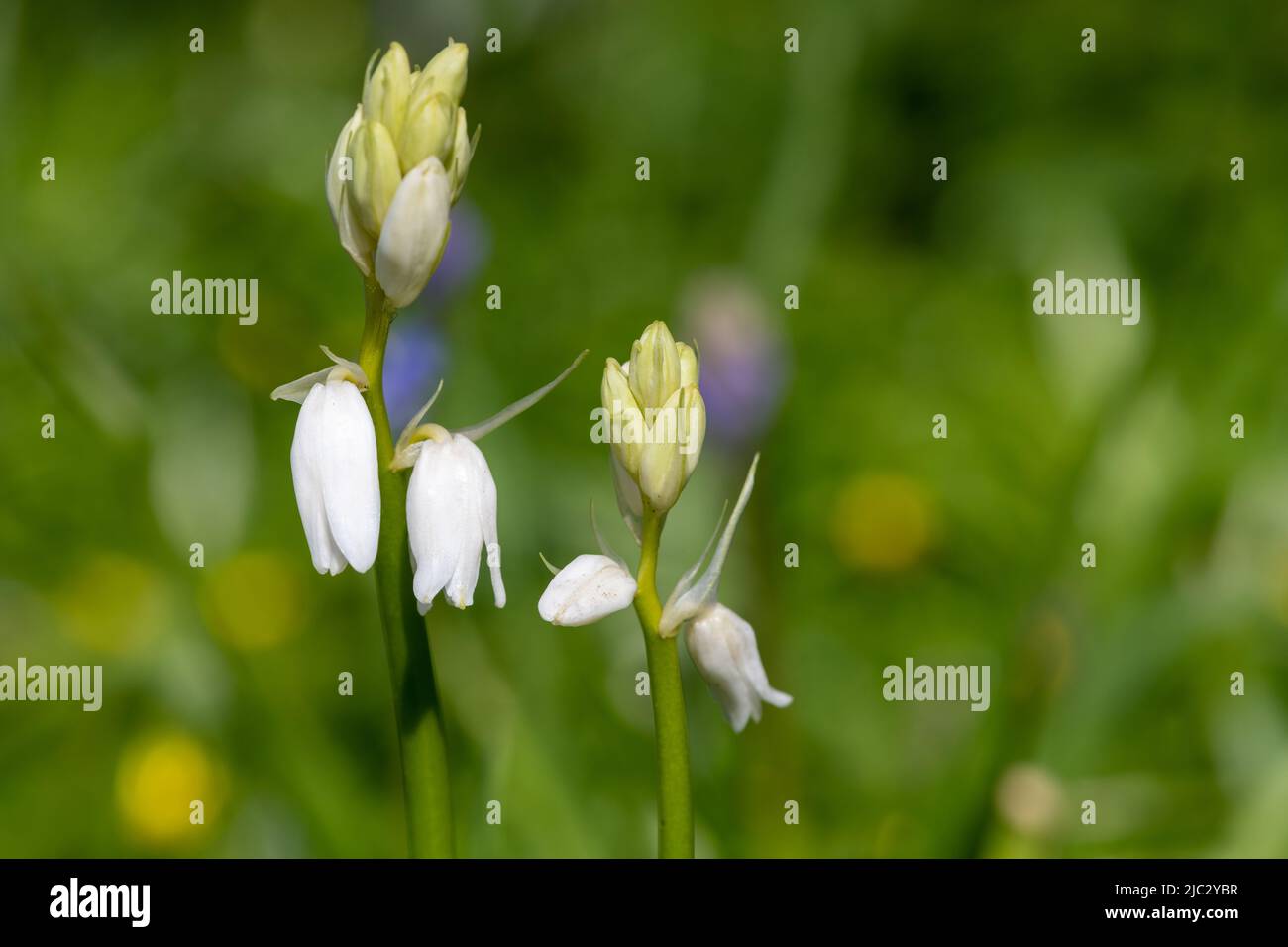 Close up of a white Spanish bluebell (hyacinthoides hispanica) flower ...